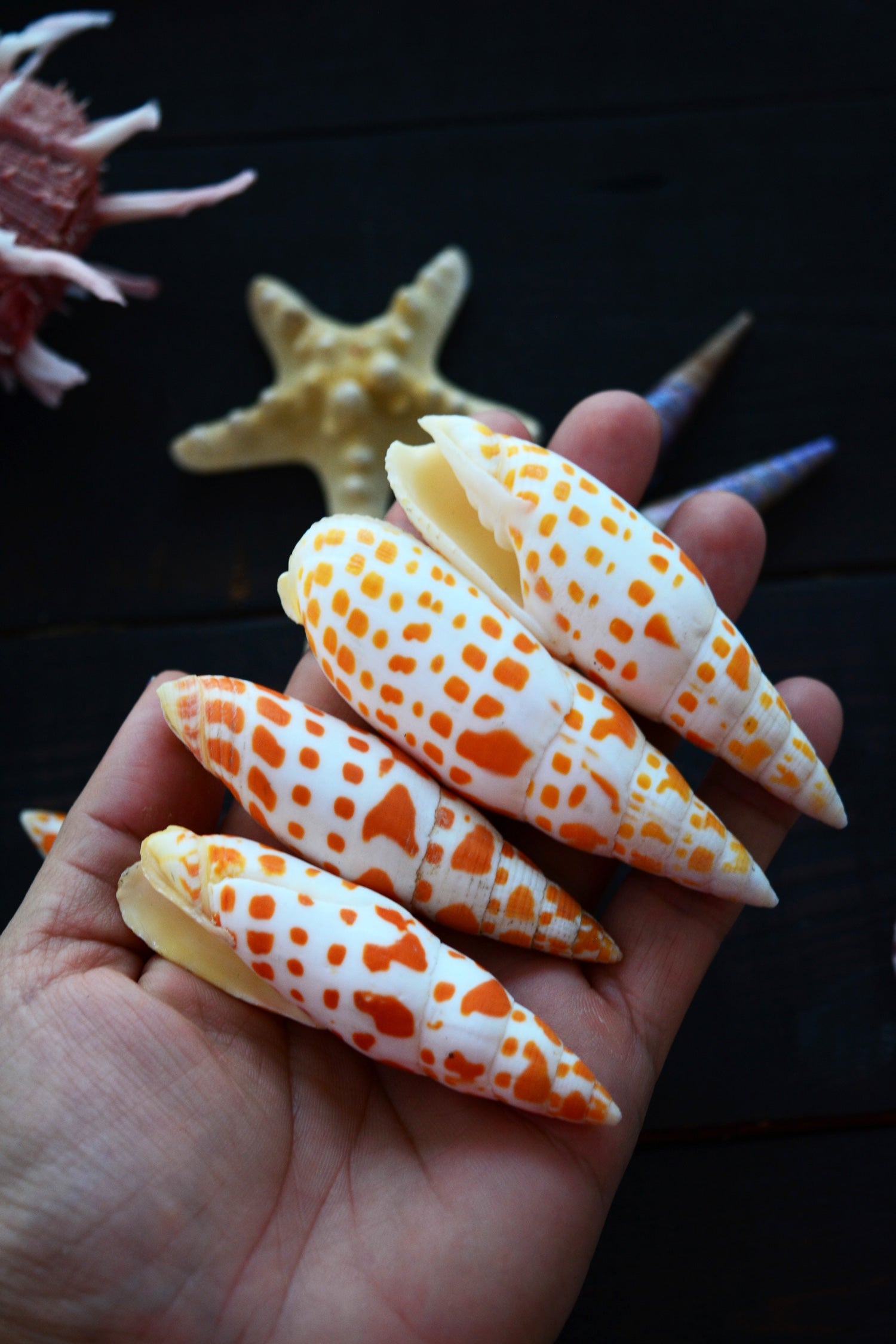 Sea Shells – Nature Beads