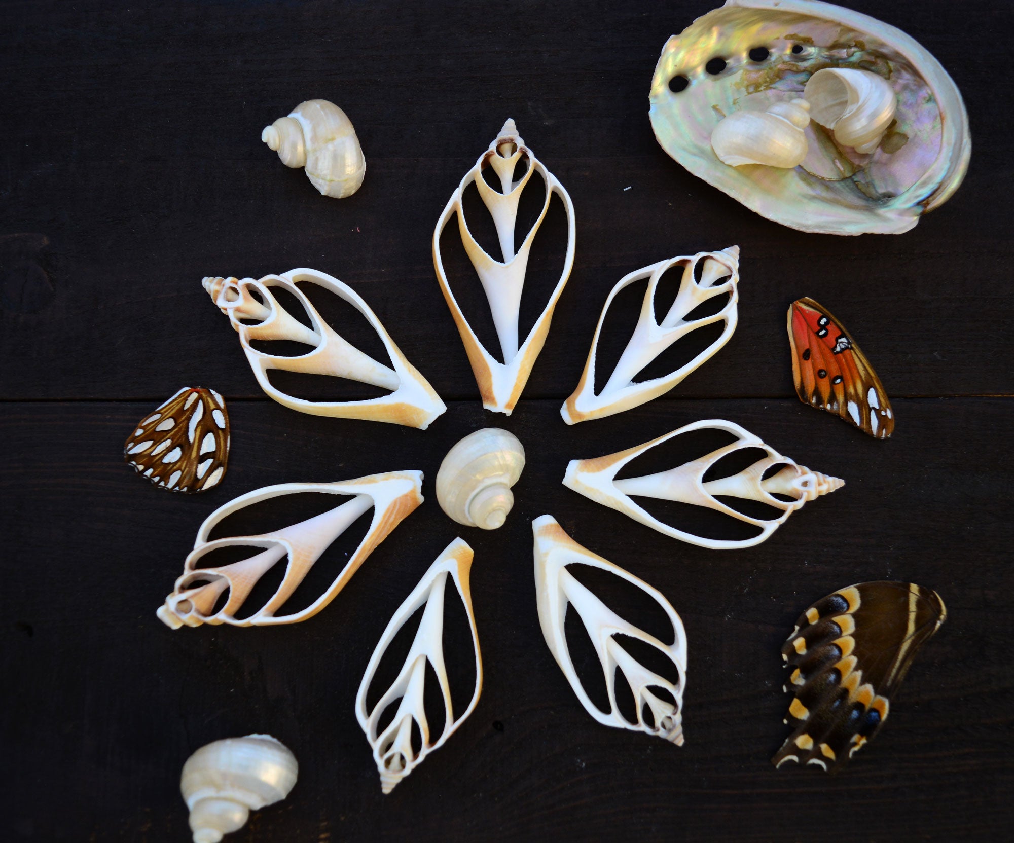 Strombus canarium Shell Slices, 5 pieces – Nature Beads